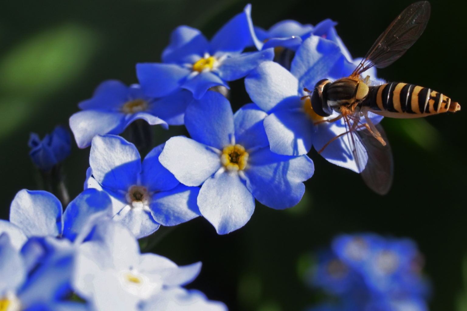 Kesane（ケサネ） | ブルースイートワイン（水色ワイン）公式サイト